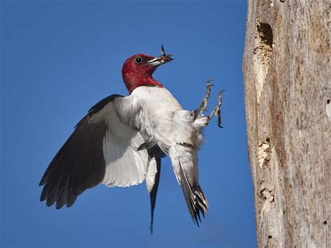 Bird02 Object Detection Model By Suranaree University Of Technology
