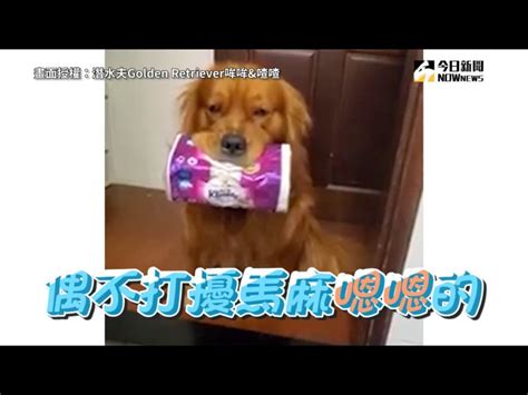 貼心汪奔廁所送救兵卻聞味石化 媽催促：再進來一點嘛！ 新奇 Nownews今日新聞