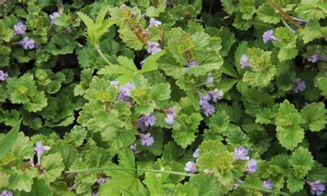Creeping Charlie How To Get Rid Of Ground Ivy