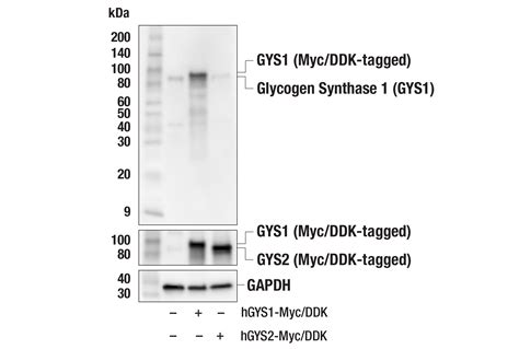 Glycogen Synthase 1 Gys1 F4l8x Rabbit Mab Cell Signaling Technology