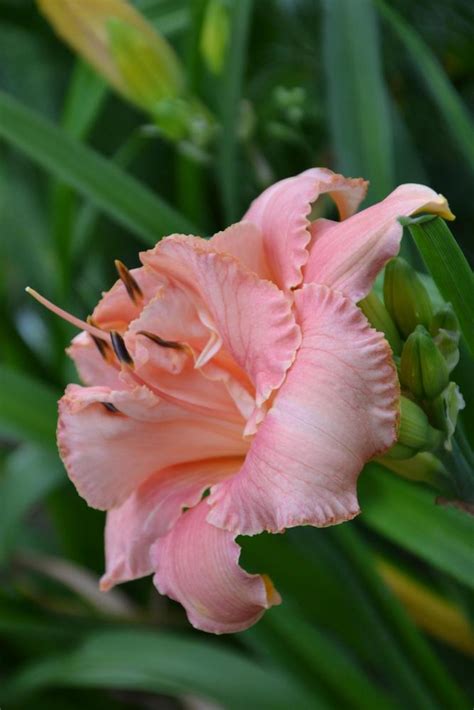 Daylily Hemerocallis Splash Of Stardust In The Daylilies Database
