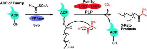 Plp Journal Of The American Chemical Society X Mol