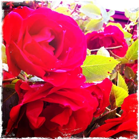 Hipstamatic Print A Day A Whole Lotta Rosie