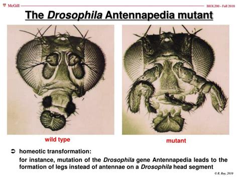 Ppt Eukaryotic Transcription Ii Chapter Powerpoint Presentation Id