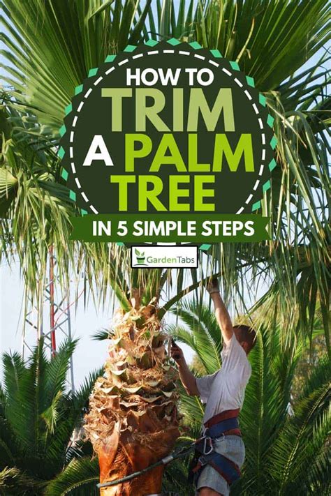How To Trim A Palm Tree In Simple Steps