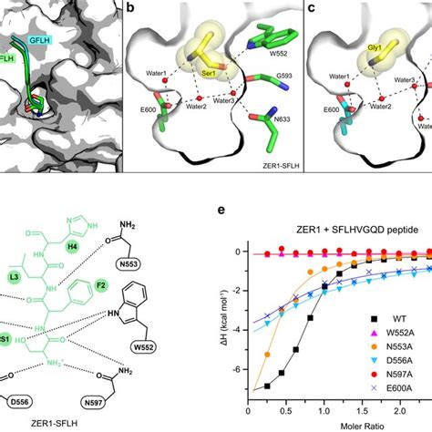Structural Basis Of Nt Ser Recognition By Zer1 A Superposition Of