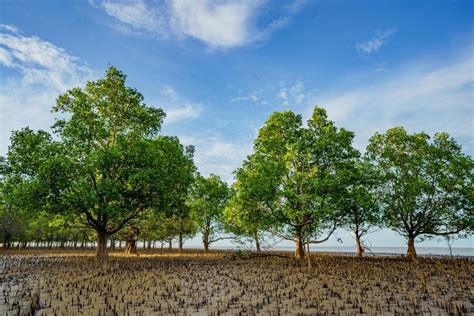 Sungsang Mangrove Restoration And Ecotourism Smart Blue Carbon Deck