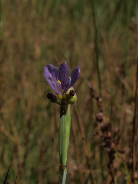 Sisyrinchium Idahoense Var Macounii Burke Herbarium Image Collection