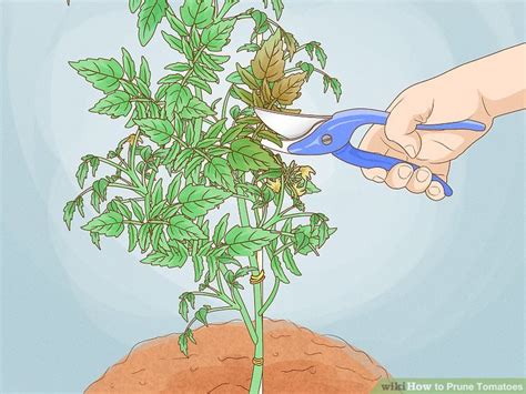 How To Prune Tomatoes Steps With Pictures WikiHow How To Prune Tomatoes Steps With Pictures WikiHow