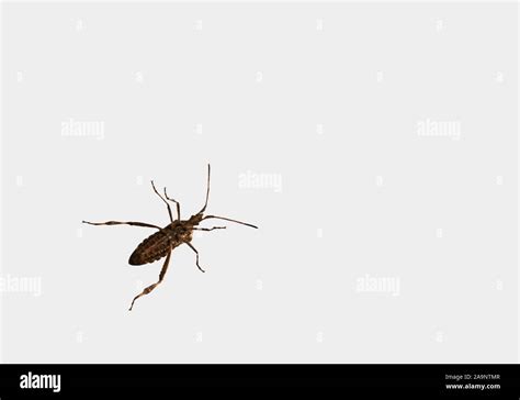 Leptoglossus Occidentalis Western Conifer Bug Seed Isolated On White