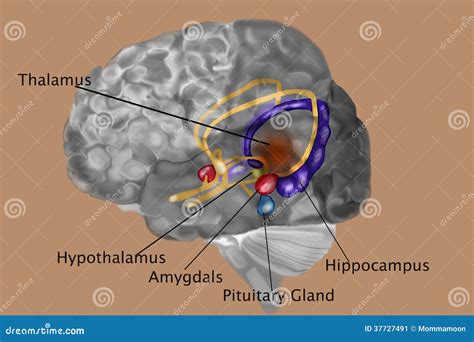 Human Brain With Labels Stock Illustration Illustration Of Gland