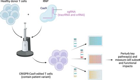 Frontiers Defining And Targeting Patterns Of T Cell Dysfunction In