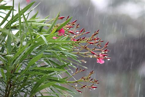 Weathering The Storm Essential Tips For Gardeners In Preparing For