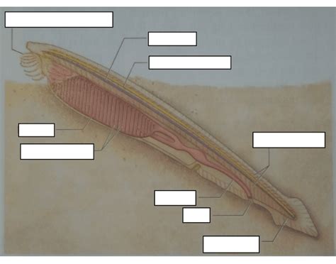 Lancelets Quiz