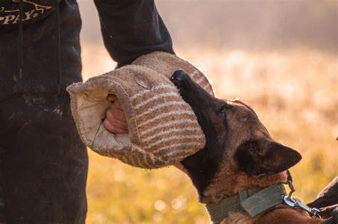 How Can Workers Prevent Dog Bites While On Duty