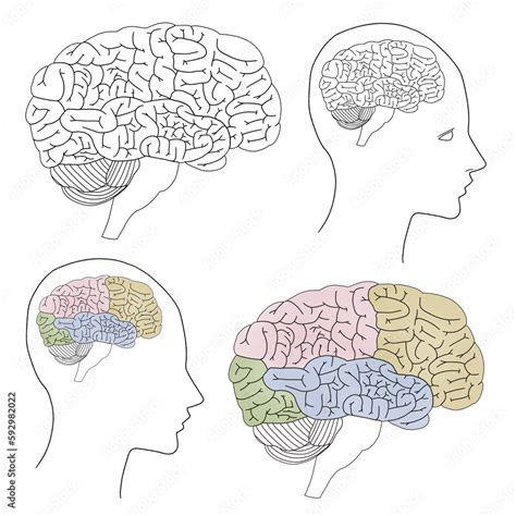 Human Brain Cross Section Diagram Set Png Stock Illustration Adobe Stock