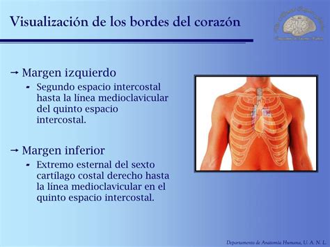 Ppt Unidad 3 Tórax Powerpoint Presentation Free Download Id5798054