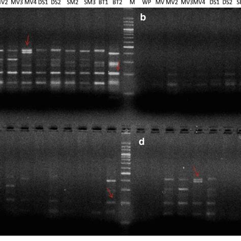 A D Rapd Profiles Of Ferula Jaeschkeana With Primer Opa 16 Wp Without Download Scientific