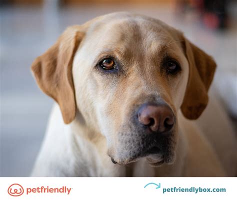 Hip Dysplasia In Dogs Flare Up At Blake Rueter Blog