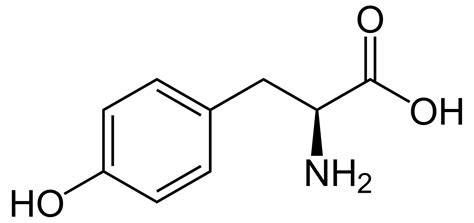 L Tyrosine