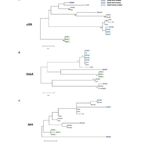 Maximum Likelihood Trees Bootstrap Values Of 100 Derived From The