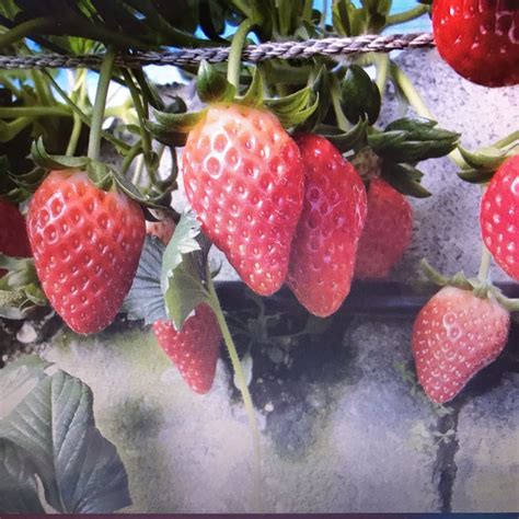 いつでもどこでも美味しいイチゴ🍓 木昌1777のブログ 楽天ブログ