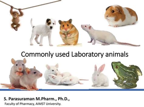 Laboratory Animals Pptx