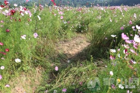 话题 蒙山花海引人来，乱踩乱摘却不该！