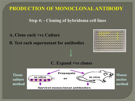 Synthesis Isolation And Importance Of Monoclonal Antibodies Ppt