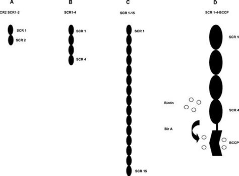 Characterization Of Human Complement Receptor Type 2 Cr2 Cd21 As A Receptor For Ifn α A
