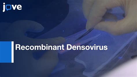 Recombinant Densovirus As Gene Delivery Vector To Analyse Genes