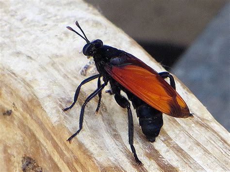 Tarantula Hawk Dfw Urban Wildlife