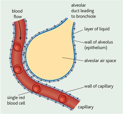 Respiratory Alveolar Surface Tension And Surfactant Flashcards Quizlet