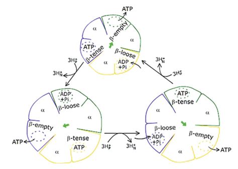 ATP Synthase Structure Mechanism Inhibition Diseases Biology Notes Online