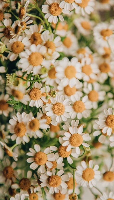 Pin By Jill G On Phone Wallpaper Flower Aesthetic Phone Wallpaper