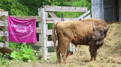 Wildlife Reintroduction An Expert Qanda Rewilding Europe