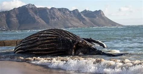 Massive 27 Tonne Dead Whale Oozing Fluids Out Carcass Washes Up And