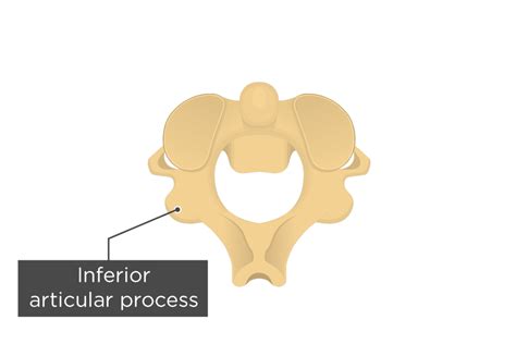 Inferior Articular Process Lumbar Vertebrae Anatomy