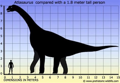 Yongjinglong Dinosaur Rhomaleosaurus Size Comparison