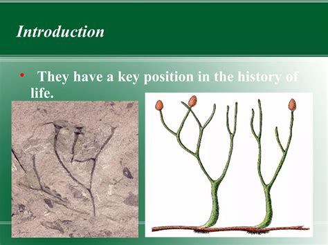 Rhyniophyta Ppt