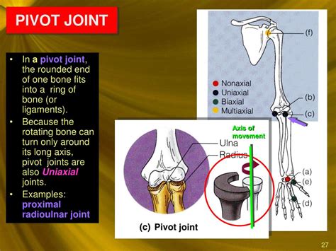 What Is A Pivot Joint Example