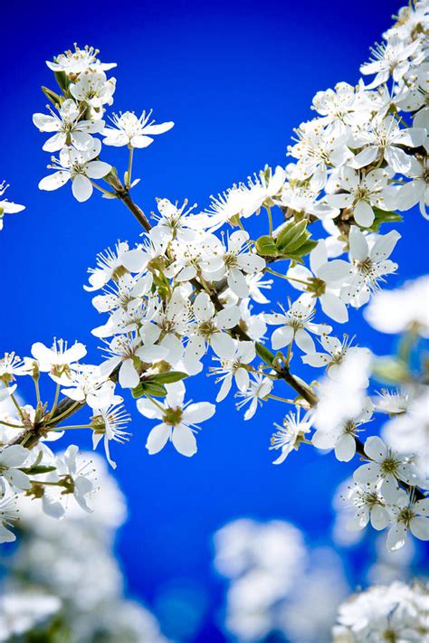 cherry blossom with blue sky photograph by raimond klavins