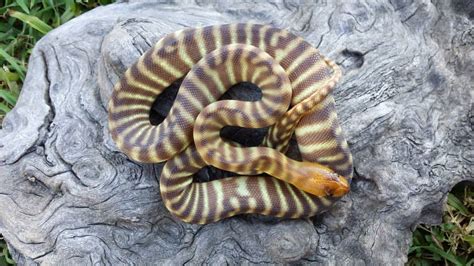 Aussie Reptiles Pythons