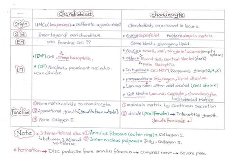 Solution Peritoneum Anatomy Dig Notes On Cartilage Histo Perichondrium