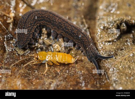 Adult New Zealand Velvet Worm Peripatoides Novaezealandiae In Which