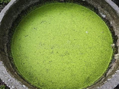 Green Tiny Algae Fungus Grass Floating On The Surface Of The Water