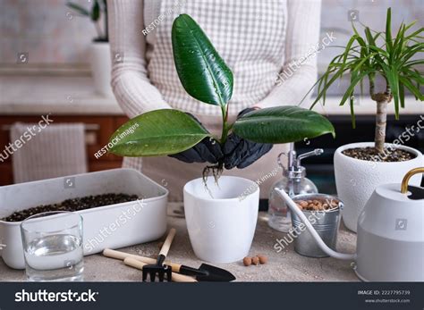 Woman Planting Ficus Elastica Rooted Cutting Stock Photo 2227795739 Shutterstock