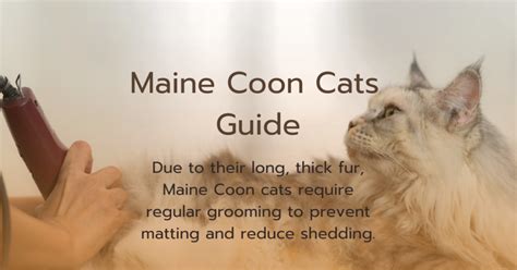 Maine Coon Cats Guide