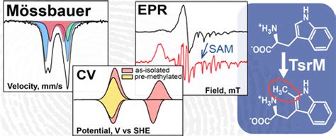 Tsrm（一种不寻常的自由基 S 腺苷甲硫氨酸甲基化酶）的铁硫和钴胺素辅因子的光谱和电化学表征 Journal Of The American Chemical Society X Mol