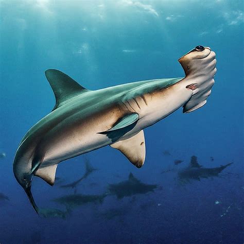 9 Types Of Hammerhead Shark Species Exploring The Diversity Shark Truth